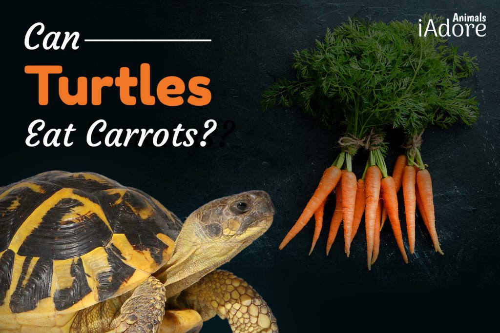 Can Turtles Eat Carrots? Benefits & How to Feed Carrots