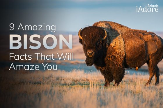 9 Amazing Bison Facts That Will Amaze You | iAdoreAnimals