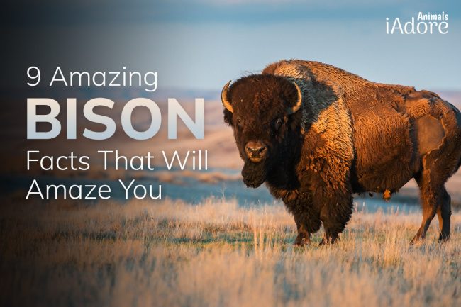 9 Amazing Bison Facts That Will Amaze You | iAdoreAnimals