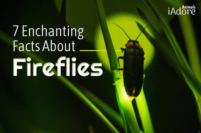 7 Enchanting Facts About Fireflies | iAdoreAnimals
