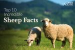 Top 10 Incredible Sheep Facts | iAdoreAnimals